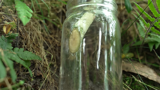 川や池の水を煮沸せずにろ過して飲む方法 樹木は天然の浄水フィルター | shave off mind