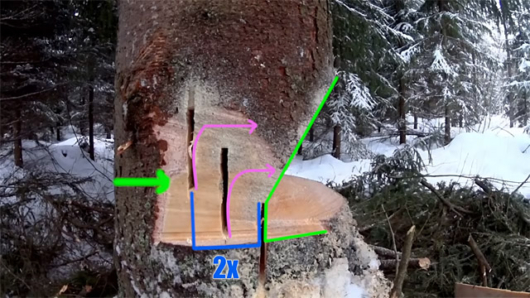 命がけのプロの技：フィンランドの木こりが魅せる「シャークギル」伐採術 | shave off mind